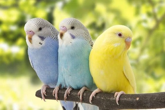 Pet Store Parakeets: How to Choose the Best - Birds Coo