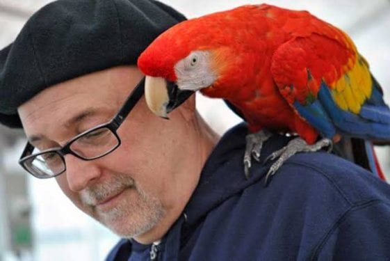 Keeping a Parrot on Shoulder Dos and Don'ts - Birds Coo