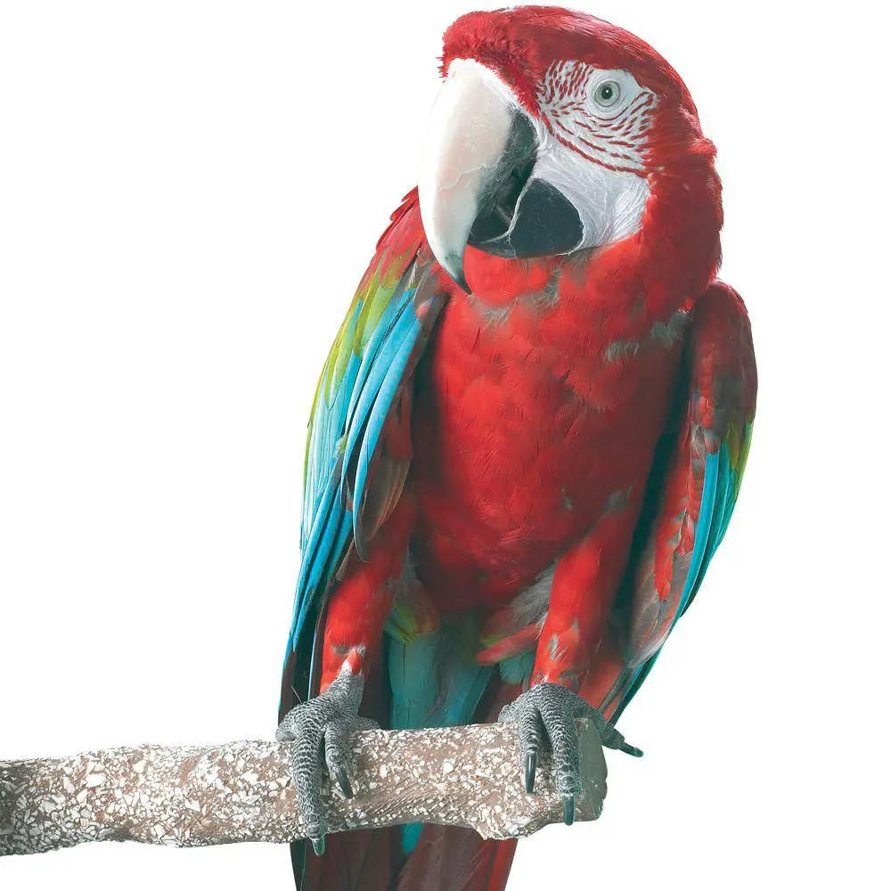 What Makes an Ideal Parrot Perch - Birds Coo