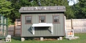 The Importance of Having a Pigeon Loft and Its Right Accessories ...