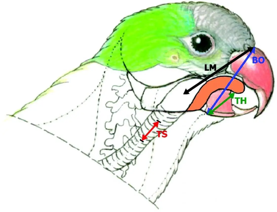 Parrot Tongue Anatomy: What It Looks Like - Birds Coo