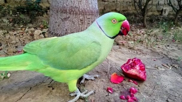 How to Keep Your Parrot Healthy Using a Parrot Diet Chart - Birds Coo