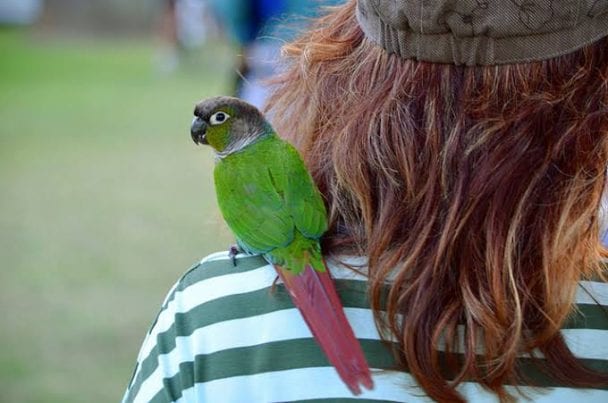 Keeping a Parrot on Shoulder Dos and Don'ts - Birds Coo